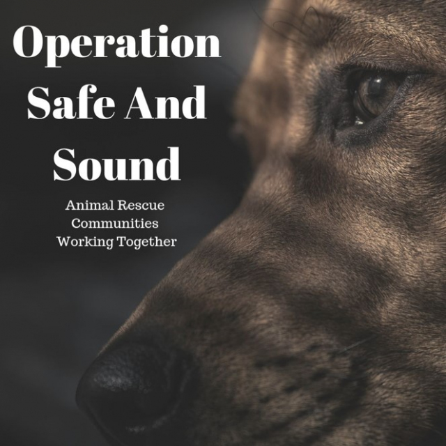 Operation Safe & Sound | Hinsdale Humane Society Operation Safe & Sound | Hinsdale Humane Society